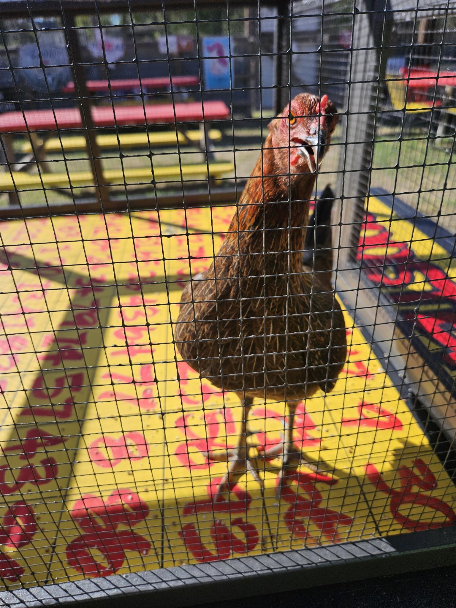 Chicken Poop Bingo at Brooster's Backyard Icehouse - Live From The ...