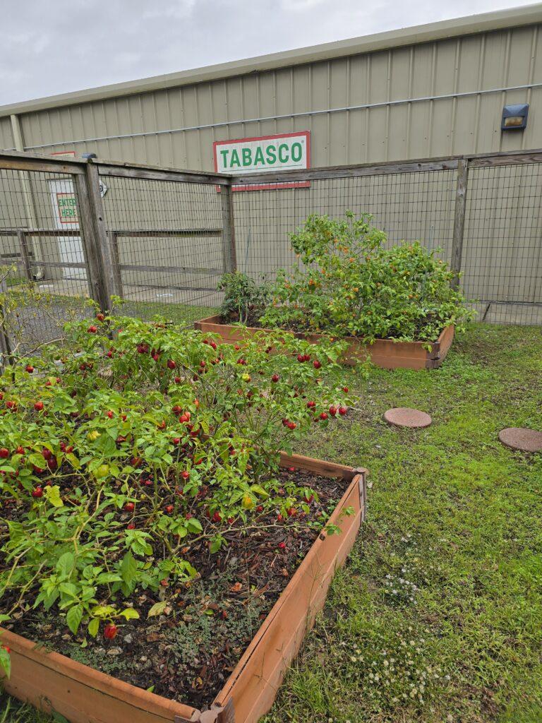 Visit the TABASCO® Factory on Avery Island, Louisiana - Live From The ...